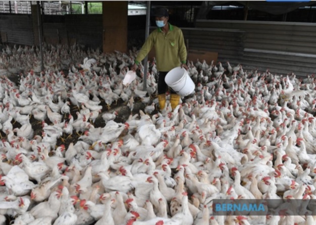 DUN: Ternakan poltri capai kadar sara diri - UTUSAN SARAWAK