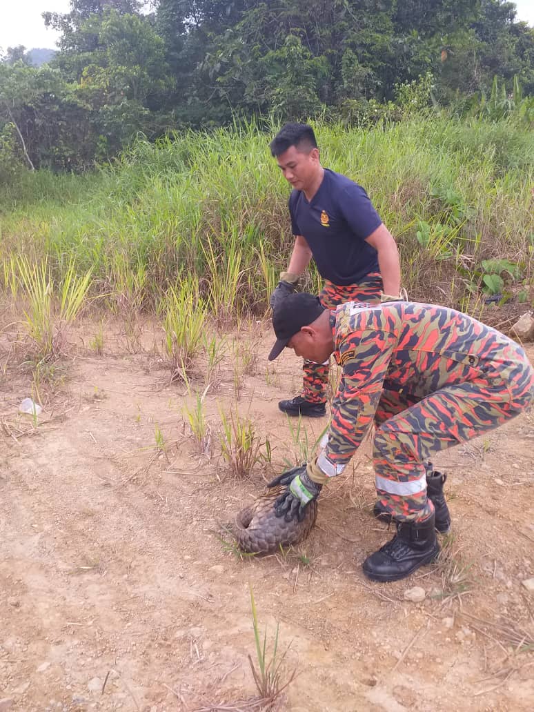 Tenggiling disangka ular sawa - UTUSAN SARAWAK