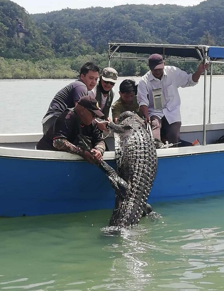 Bangkai buaya sangkut pada pukat nelayan di Teluk Asam - UTUSAN SARAWAK