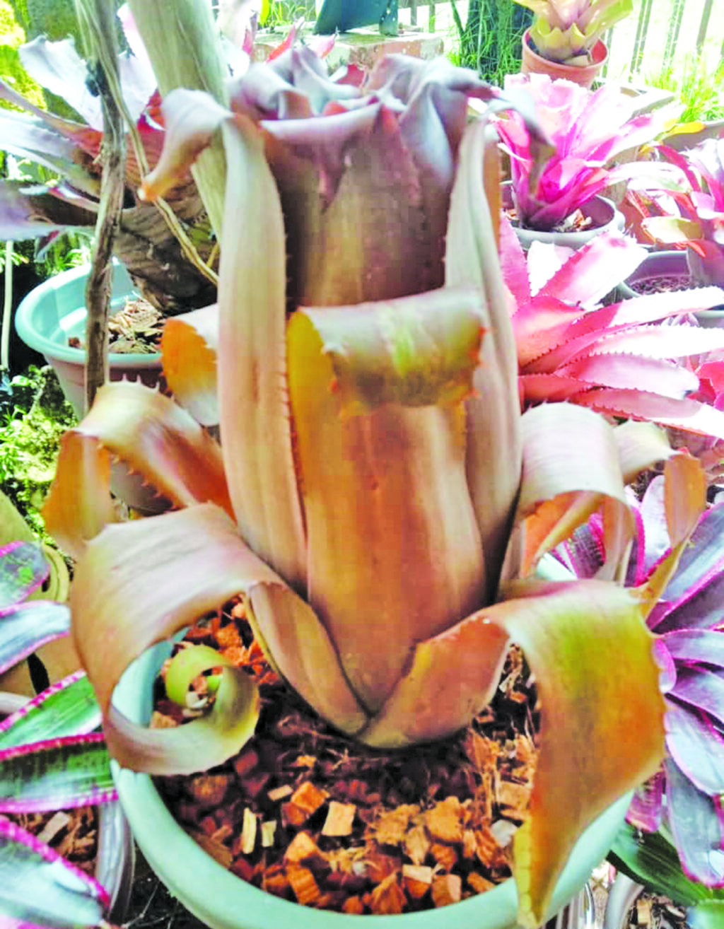 Tanam bunga boleh jana pendapatan - UTUSAN SARAWAK