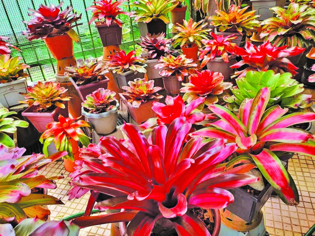 Tanam bunga boleh jana pendapatan - UTUSAN SARAWAK